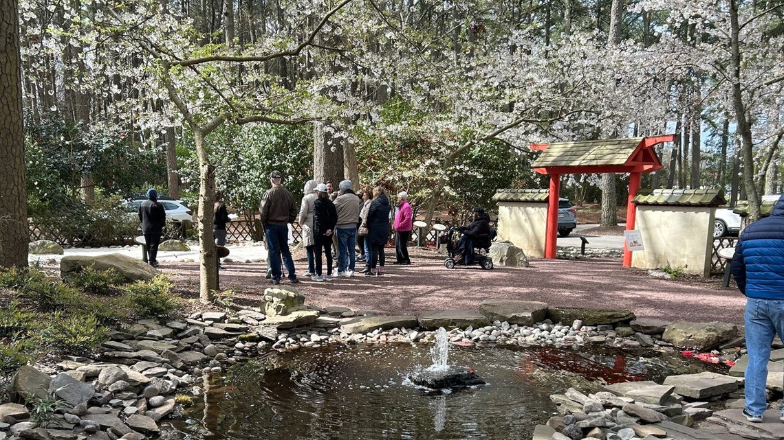 Cherry Blossom Festival in Va. Beach to see peak blooms | 13newsnow.com