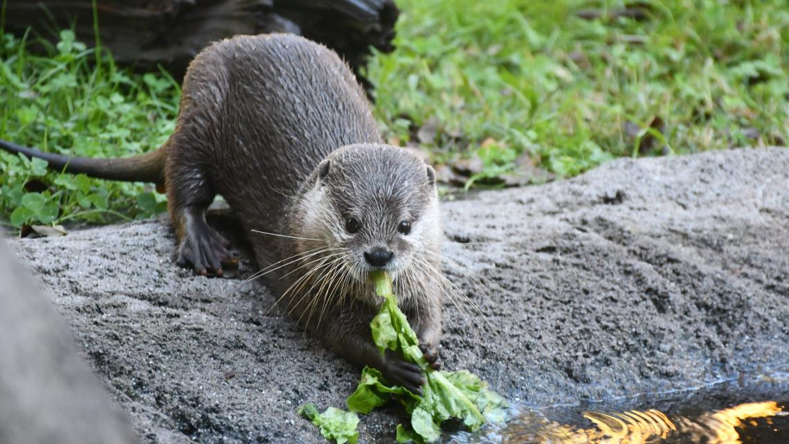 Asian small-clawed otter dies at the Virginia Zoo | 13newsnow.com