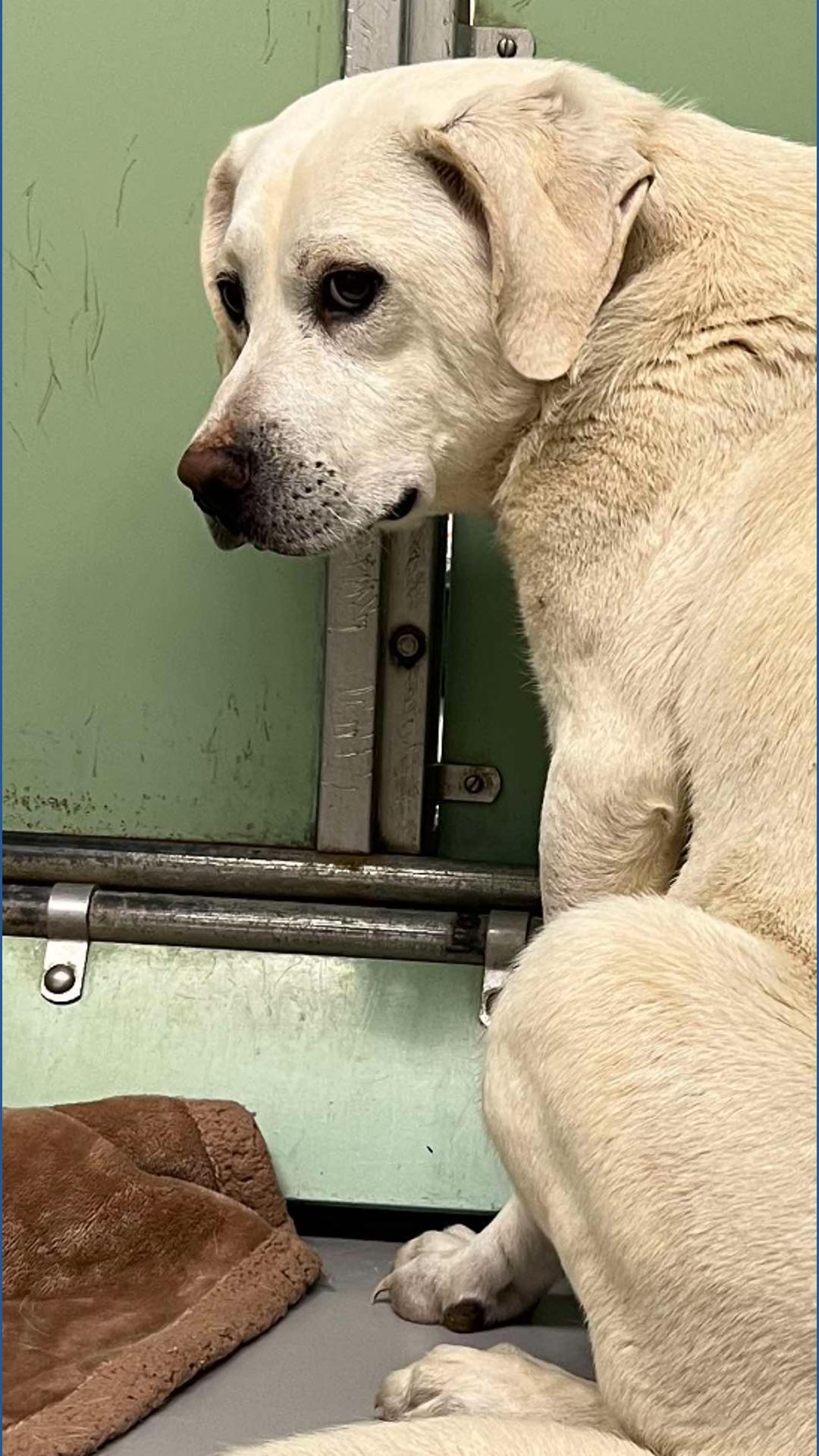 Gloucester County seizes 87 animals in inhumane conditions | 13newsnow.com