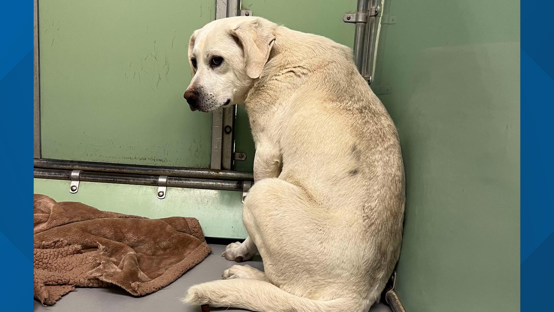 Gloucester County seizes 87 animals in inhumane conditions | 13newsnow.com