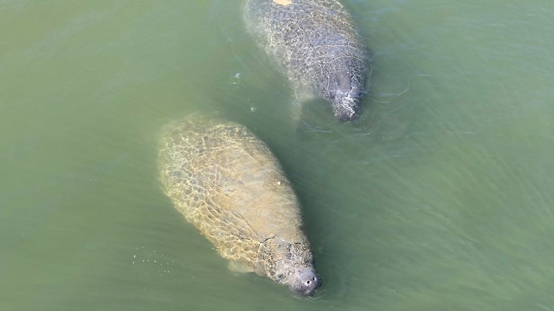 Manatees visit US Coast Guard station in Nags Head, NC | 13newsnow.com