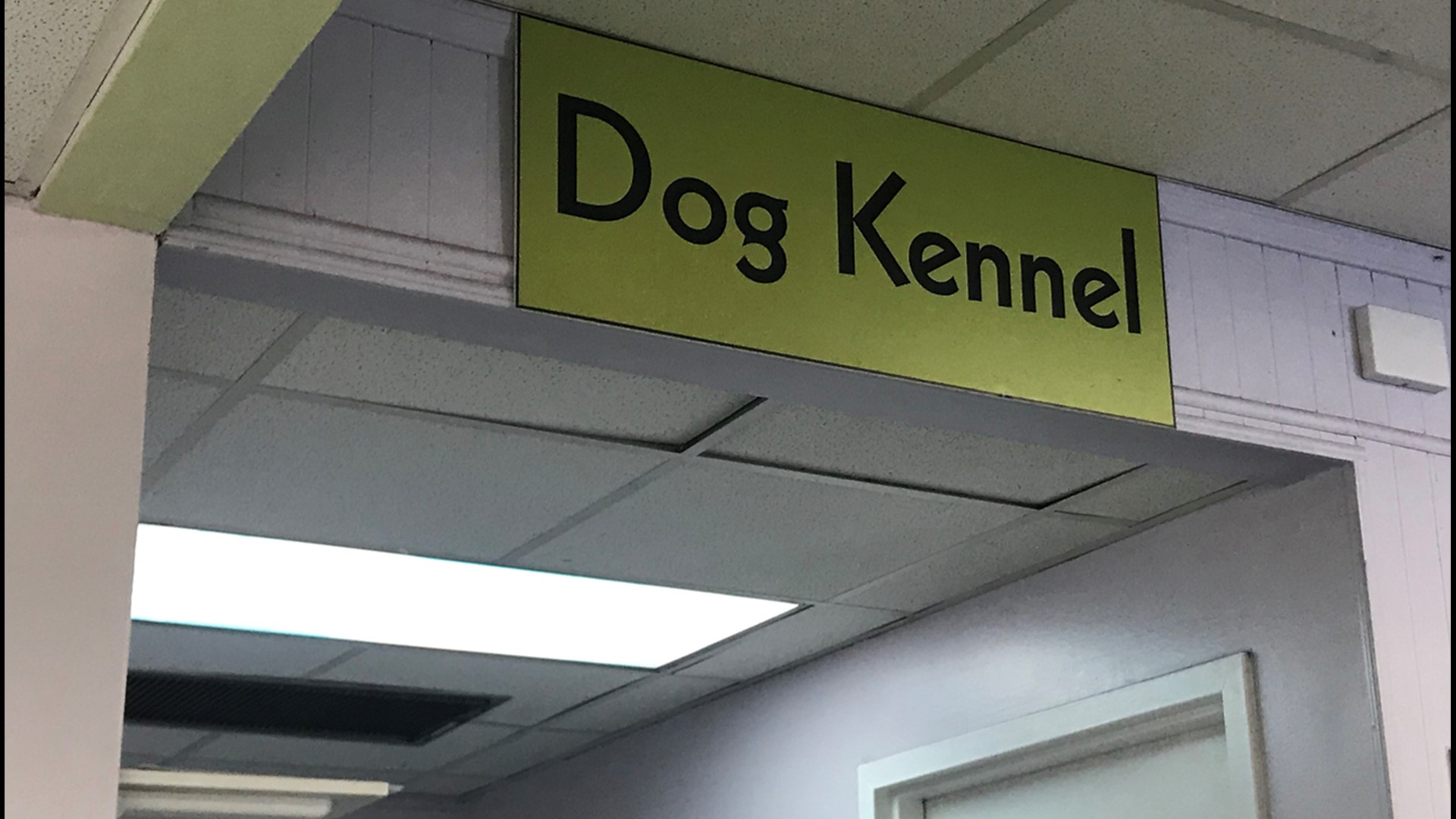 Norfolk SPCA upgrading its dog kennel space | 13newsnow.com