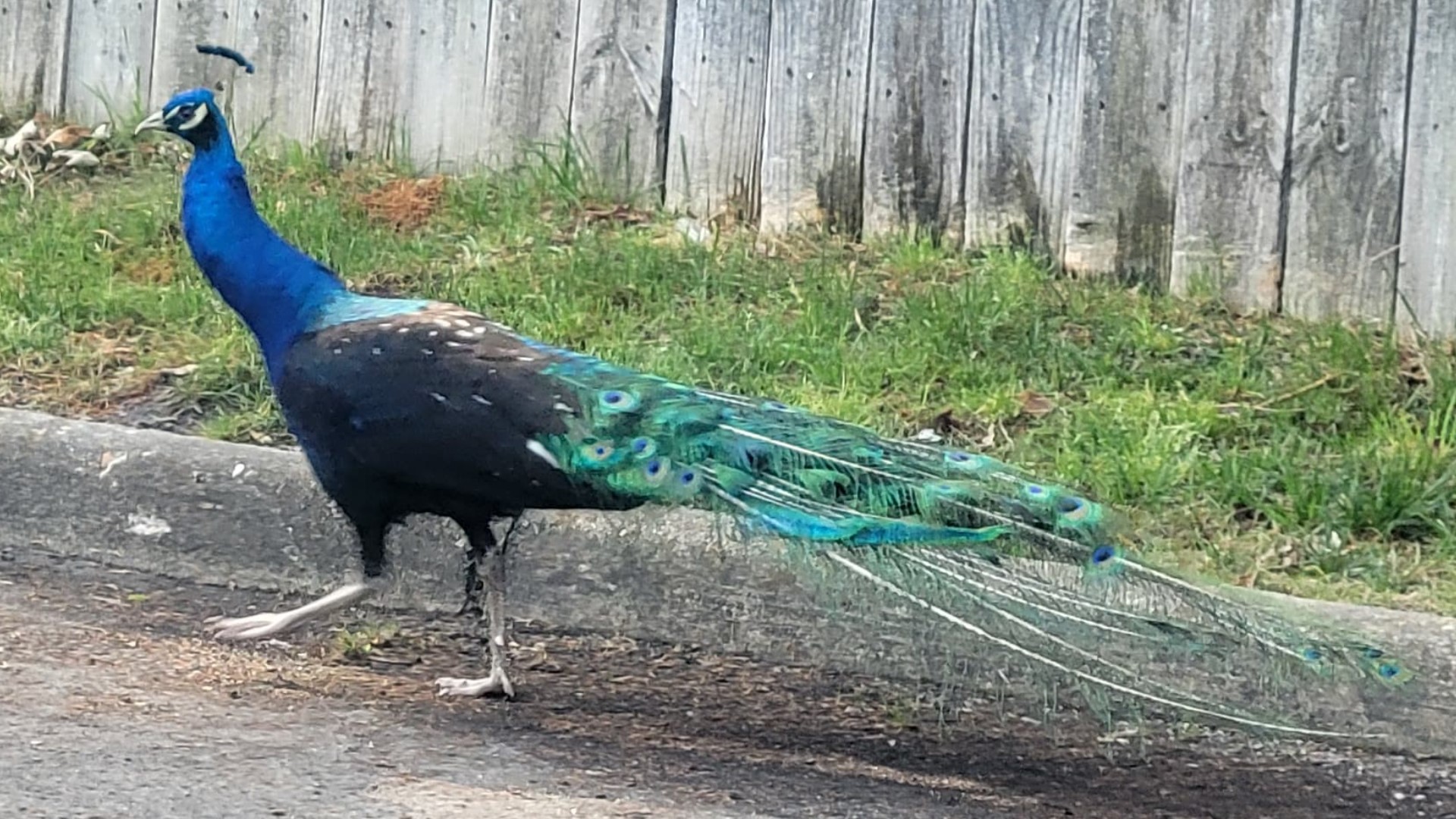 Peacock spotted walking in areas of Chesapeake | 13newsnow.com