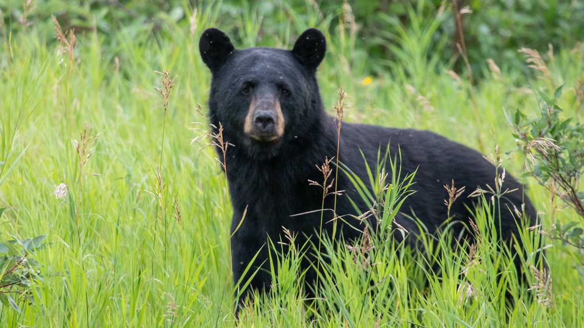 Black bear spotted in Virginia | 13newsnow.com
