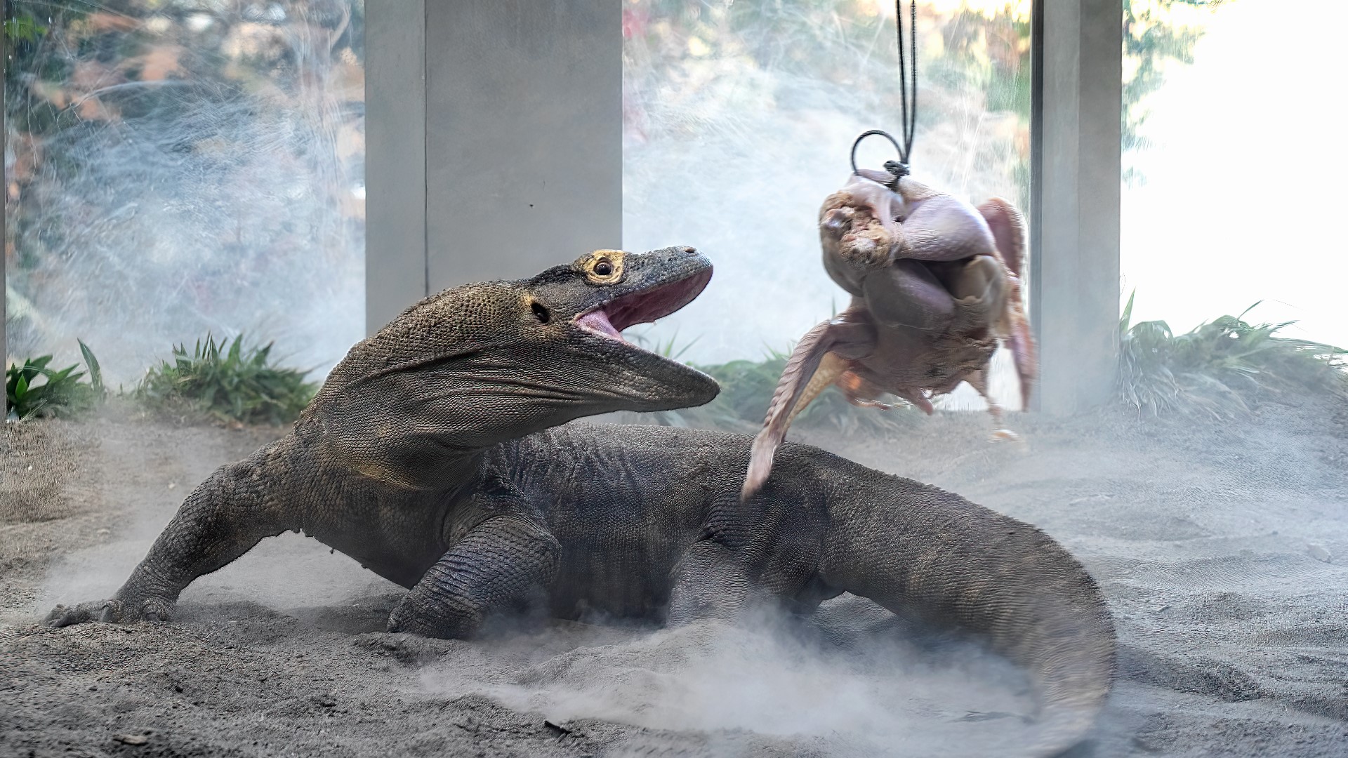 Komodo dragon at Virginia Aquarium passes away | 13newsnow.com