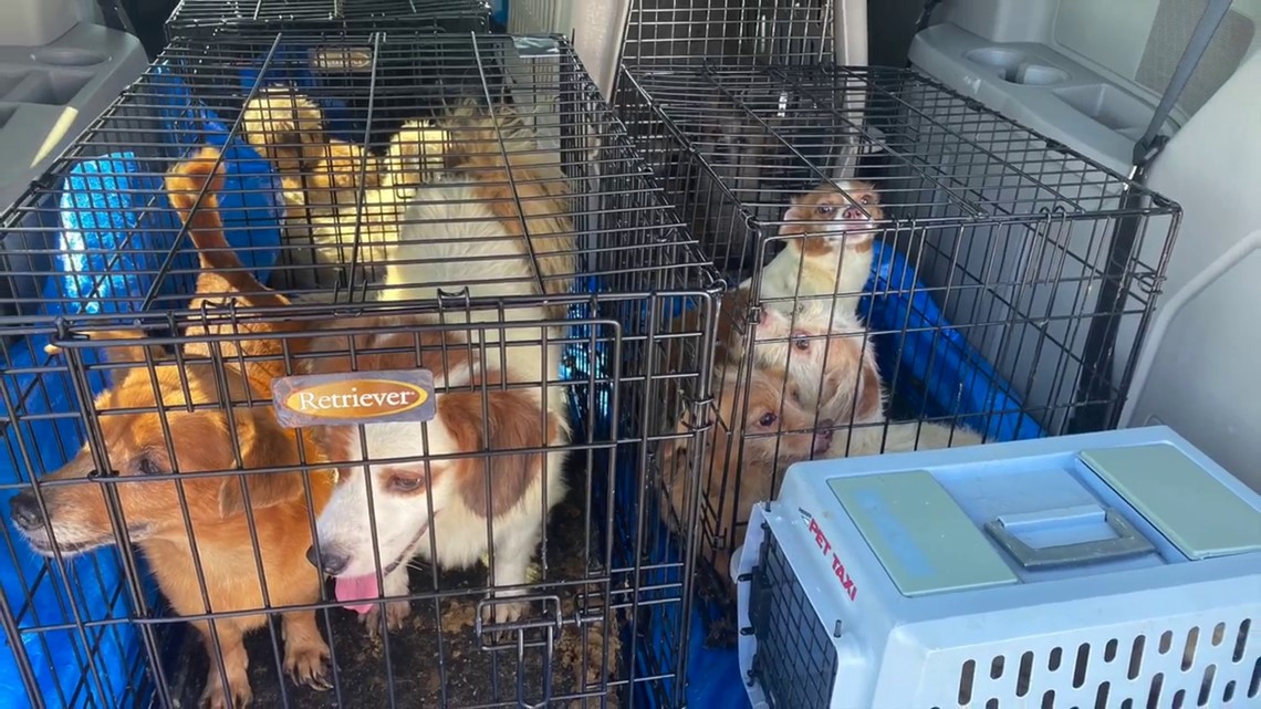 Dozens of dogs rescued from Eastern Shore hoarding situation ...