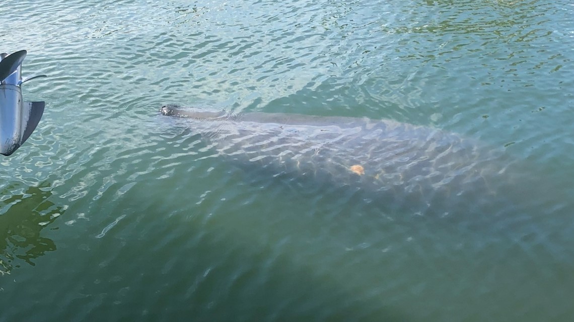 See the sea cow: Manatee in Virginia Beach's Lynnhaven Inlet ...