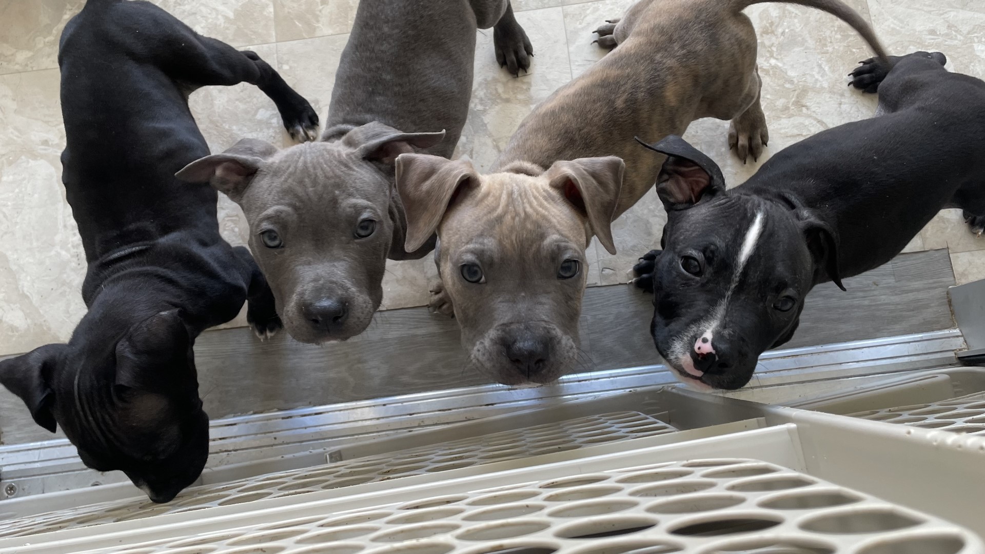 'Paws for Charity' returns to support Va. Beach no-kill shelter ...