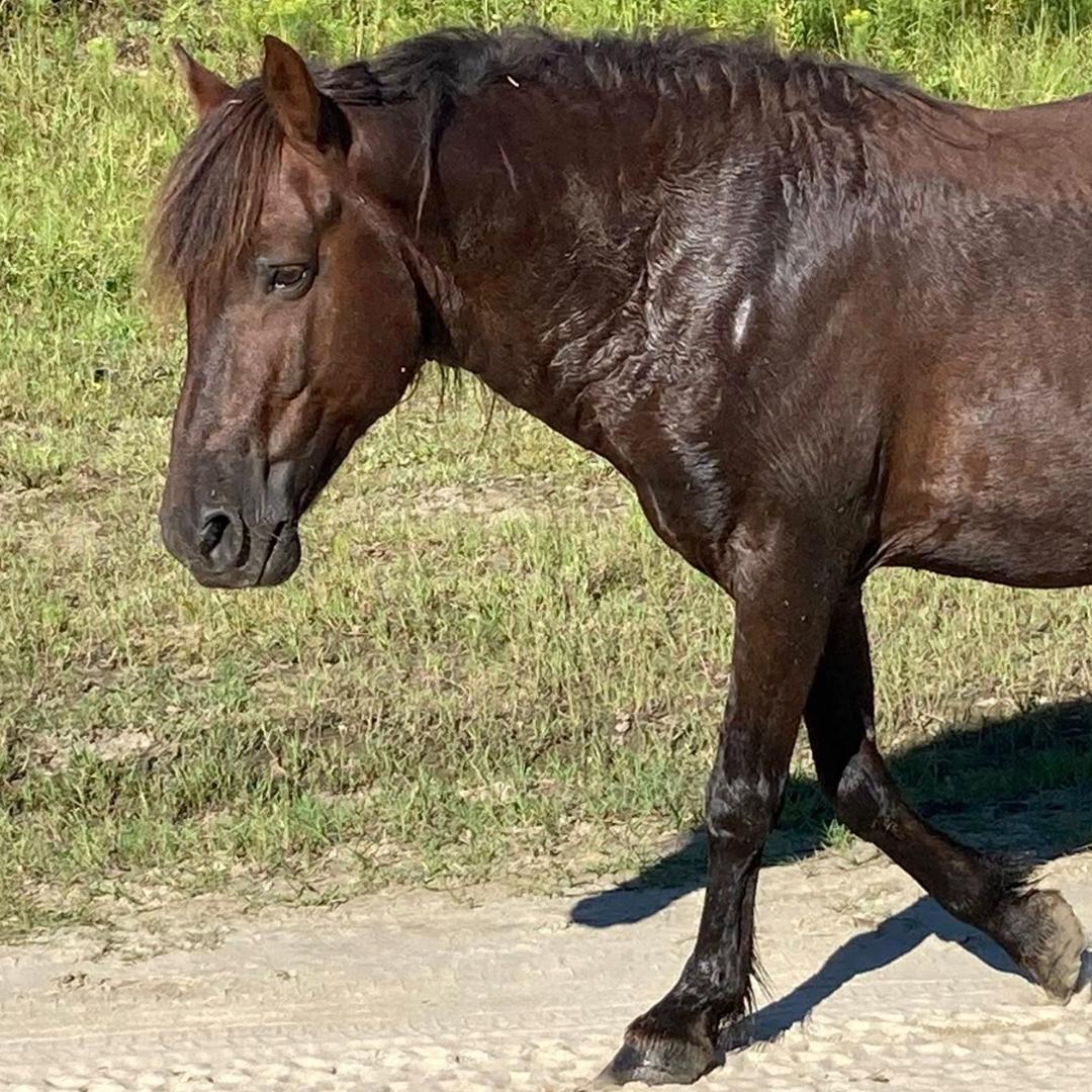 Wild stallion Francisco killed in Corolla | 13newsnow.com