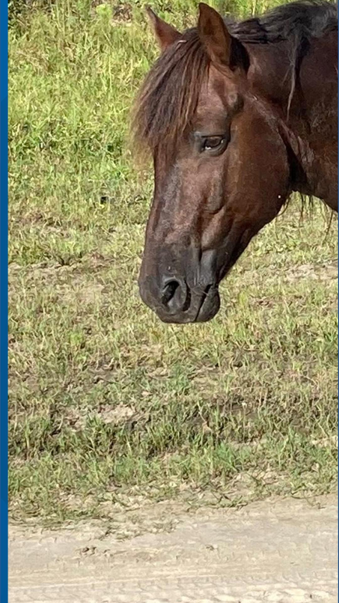 Wild stallion Francisco killed in Corolla | 13newsnow.com