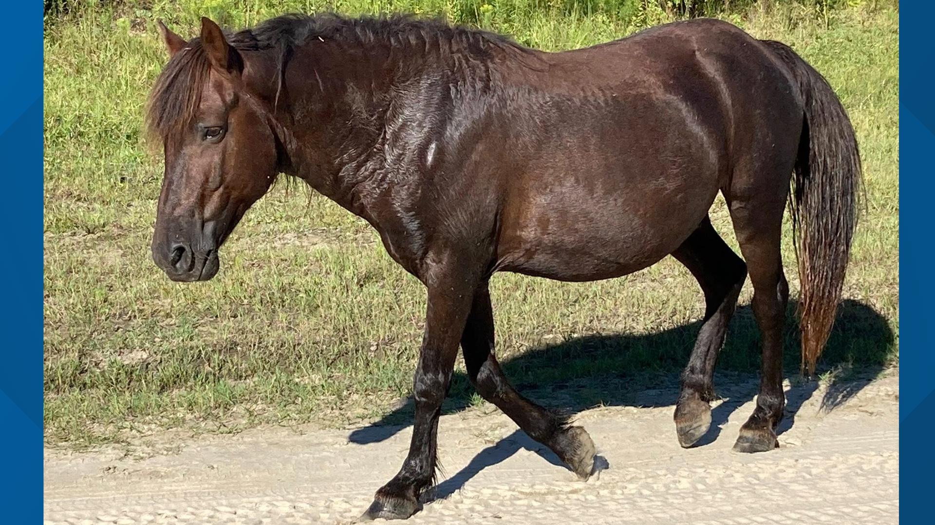Wild stallion Francisco killed in Corolla | 13newsnow.com