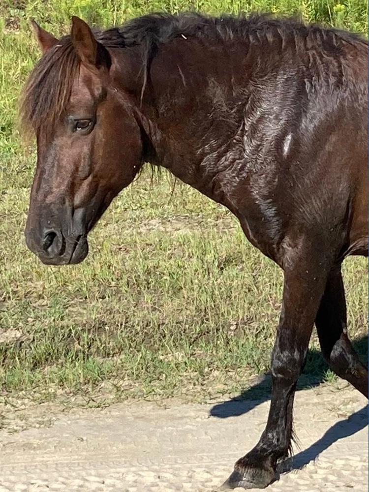Wild stallion Francisco killed in Corolla | 13newsnow.com