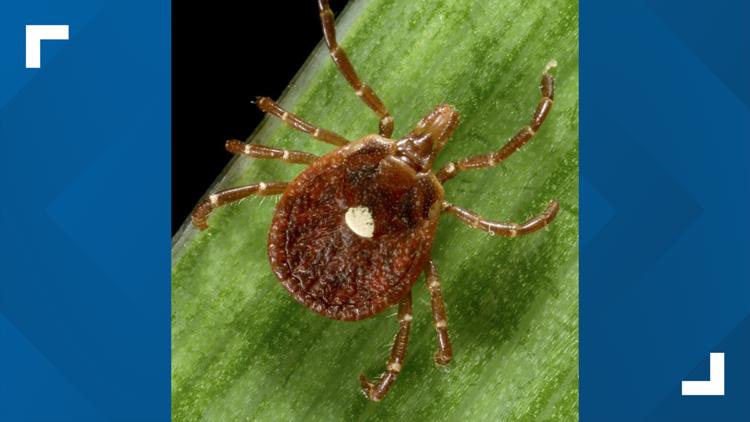Lone star tick red meat allergy: What to know about AGS | 13newsnow.com