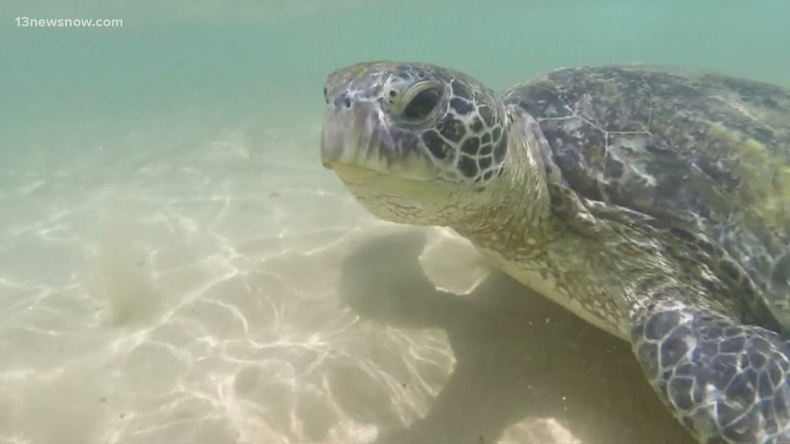 Sea turtles are being impacted by climate change | 13newsnow.com
