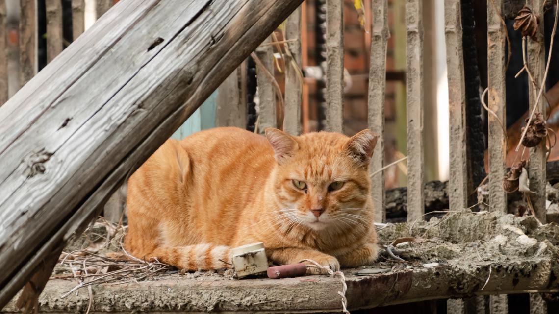 Kenny Alexander wins race for Norfolk mayor | 13newsnow.com