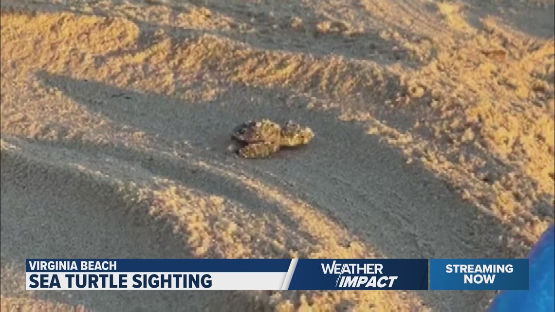 Baby sea turtle makes its way to the ocean in Virginia Beach ...
