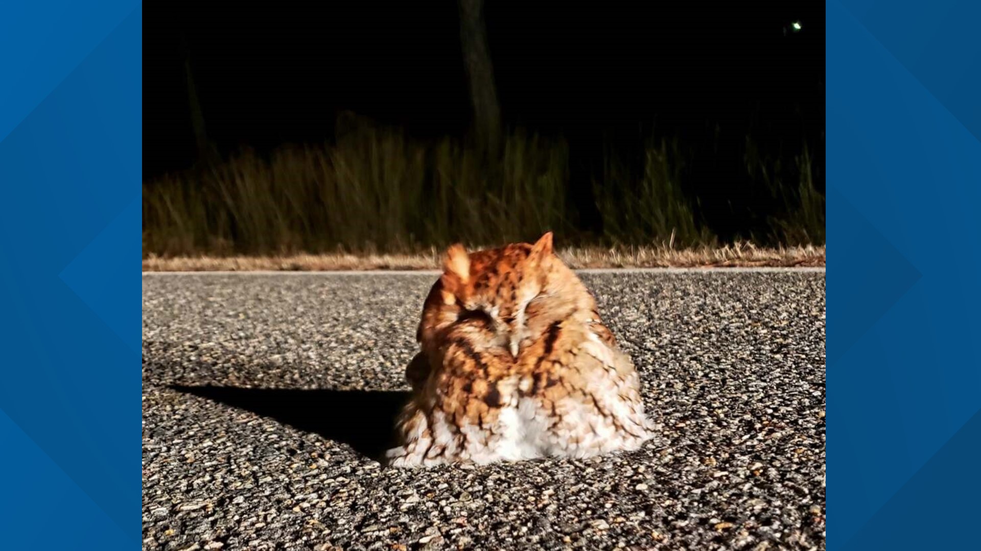 York-Poquoson sheriff's deputy rescues Eastern Screech Owl | 13newsnow.com