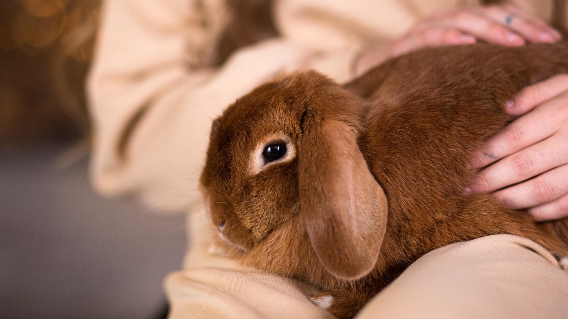 First N.C. case of rabbit virus prompts investigation | 13newsnow.com