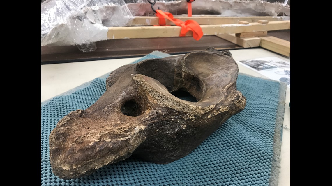 Ancient mastodon bones the first discovered in eastern Virginia, date ...