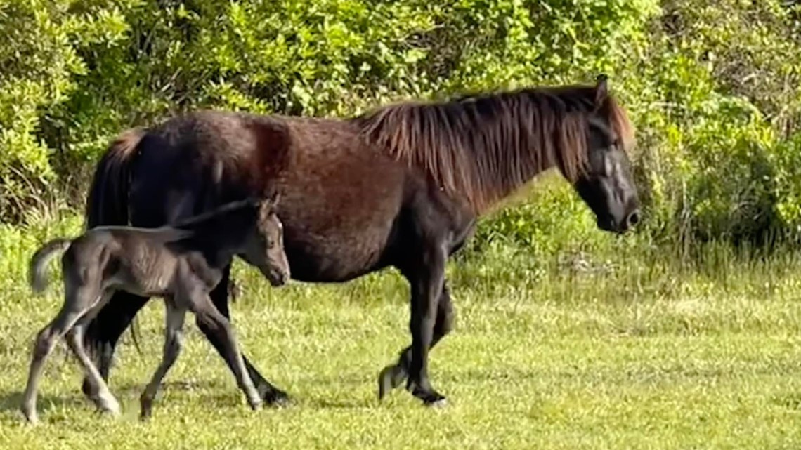New foal at the Outer Banks | 13newsnow.com