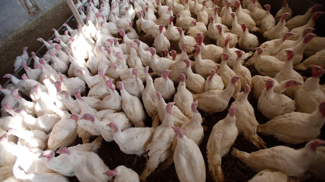 Virginia poultry cooperative announces $113.9M expansion, East Coast’s ...