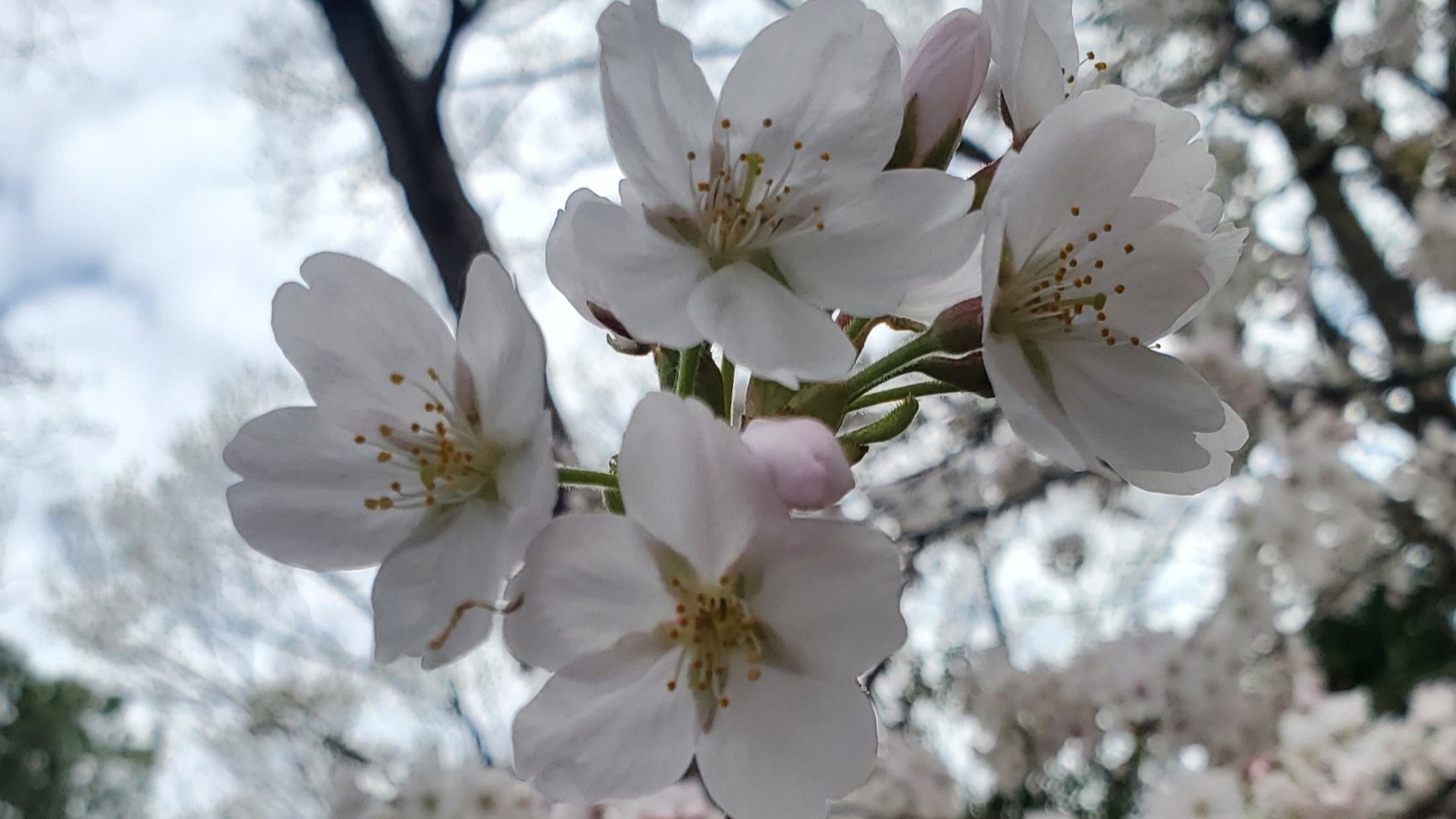 New phone numbers in the 757 may now use new 948 area code | 13newsnow.com