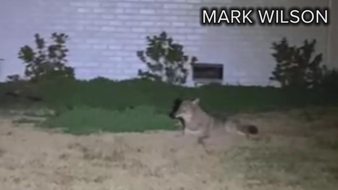Coyote caught on video roaming Virginia Beach neighborhood | 13newsnow.com