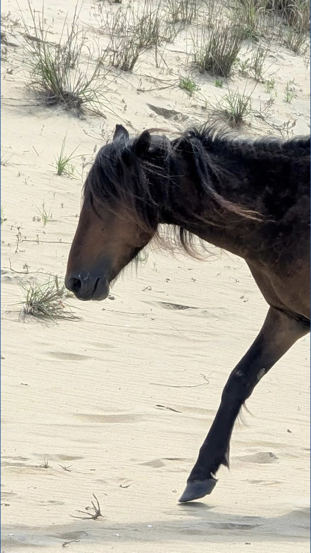 Banker stallion dies after collision on beach | 13newsnow.com