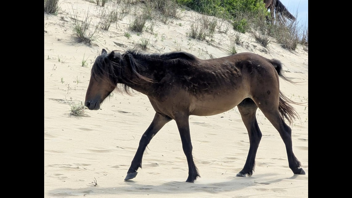 Banker stallion dies after collision on beach | 13newsnow.com