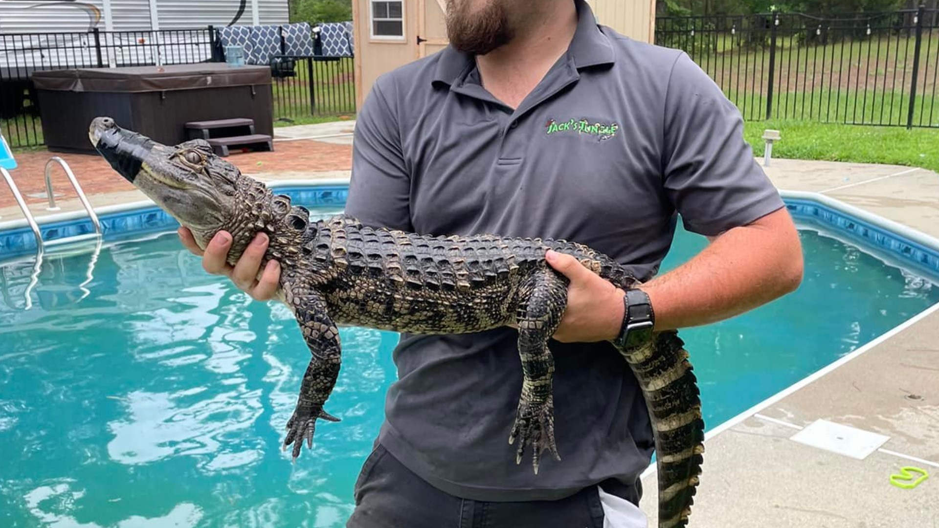 See ya later, alligator! Chesapeake resident finds gator in backyard ...