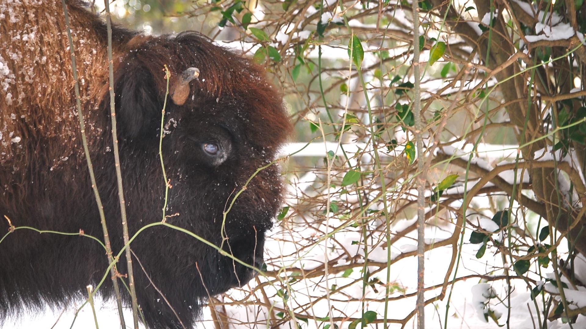 Virginia Zoo may be closed, but animals are enjoying snowy habitats ...