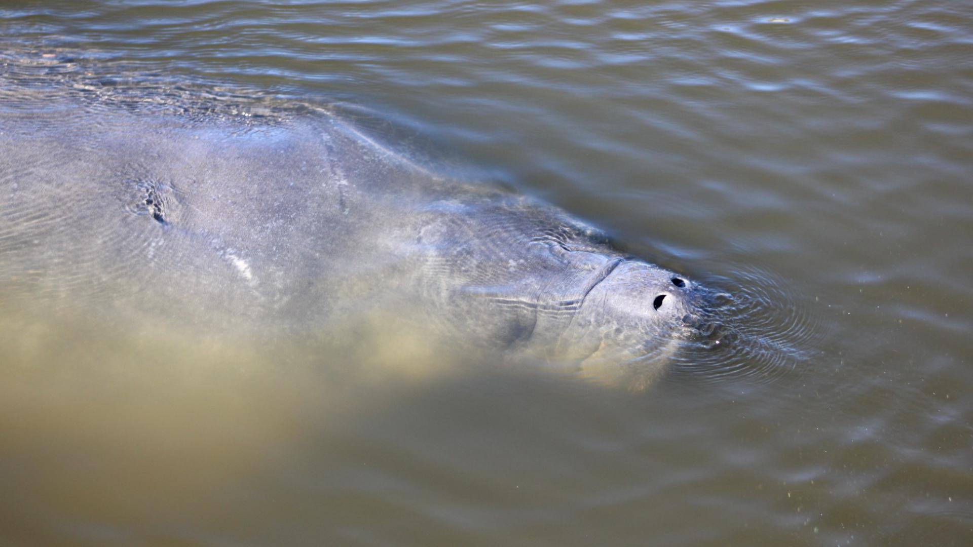 More manatees spotted on the Outer Banks | 13newsnow.com