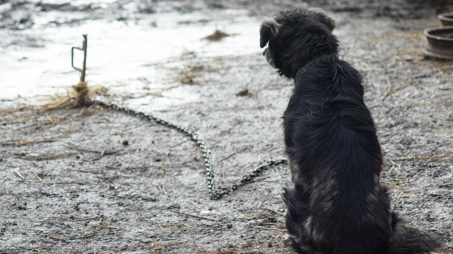 PETA launches Christmutts Toy Drive for chained dogs in Hampton Roads ...