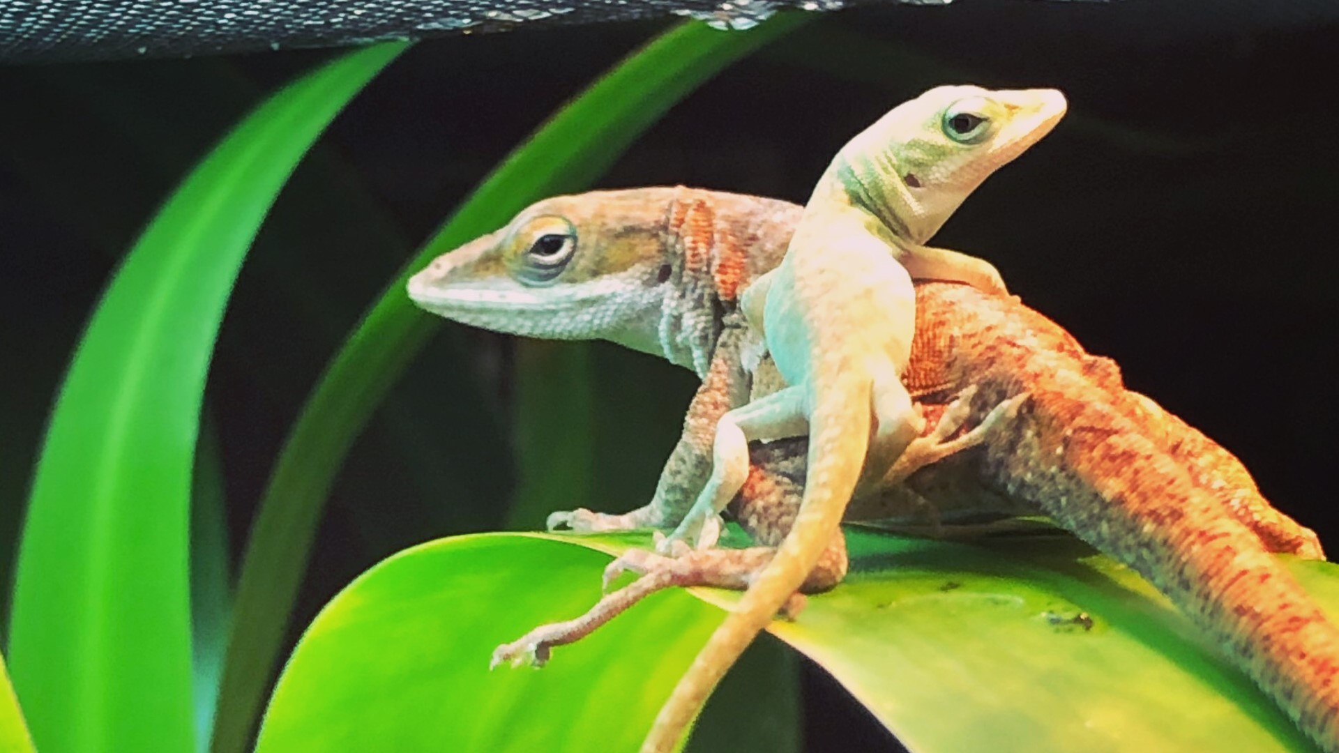 Baby anoles hatch at NC Aquarium | 13newsnow.com