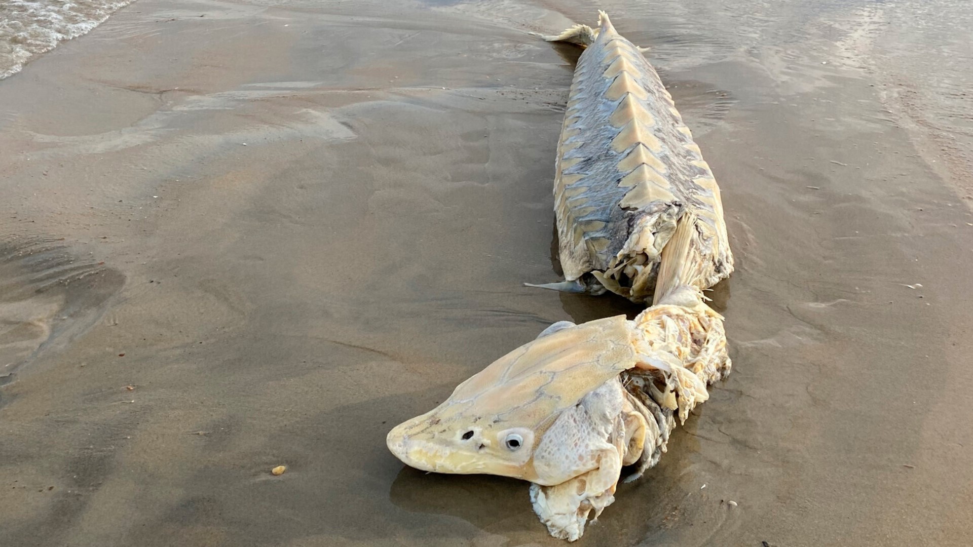 Prehistoric Atlantic sturgeon washes up in Virginia Beach | 13newsnow.com