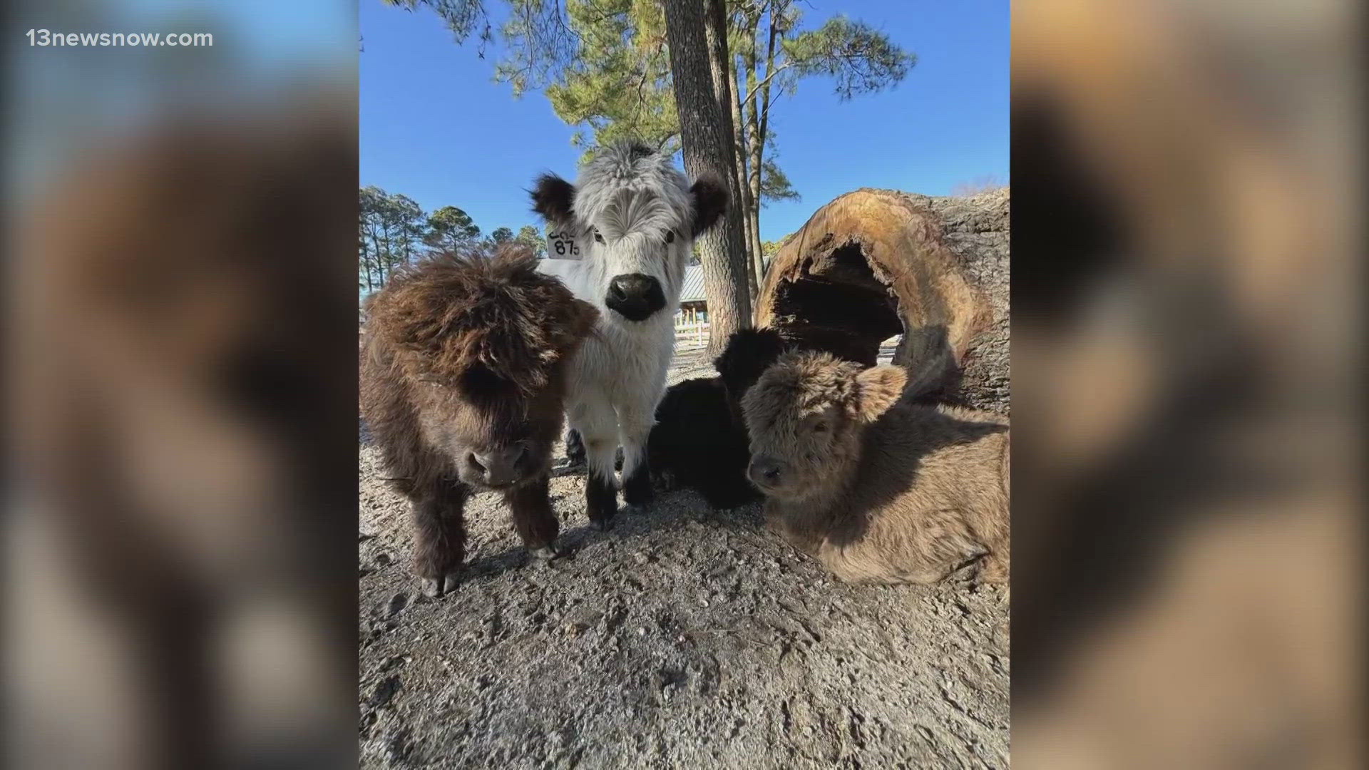 Experience mini-Highland cow cuddles and bottle feeding in Virginia ...