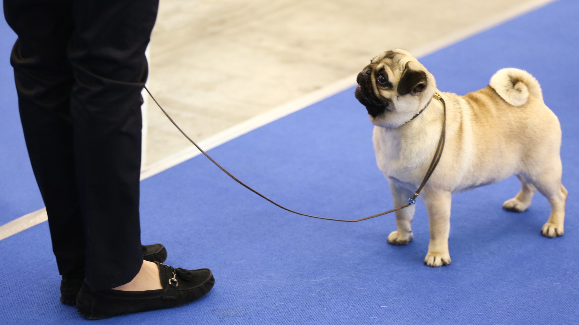 300 pugs come to Virginia Beach in Pugapalooza dog show | 13newsnow.com