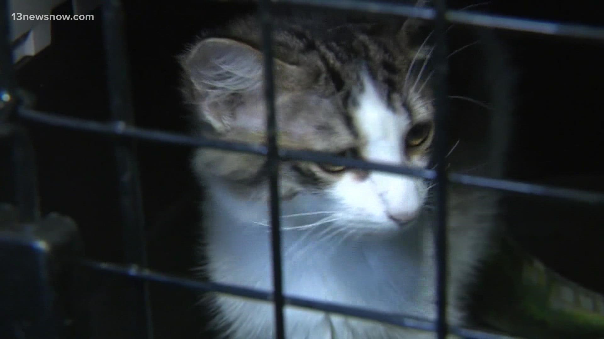 The continued impact of Hurricane Fiona, animals rescued | 13newsnow.com