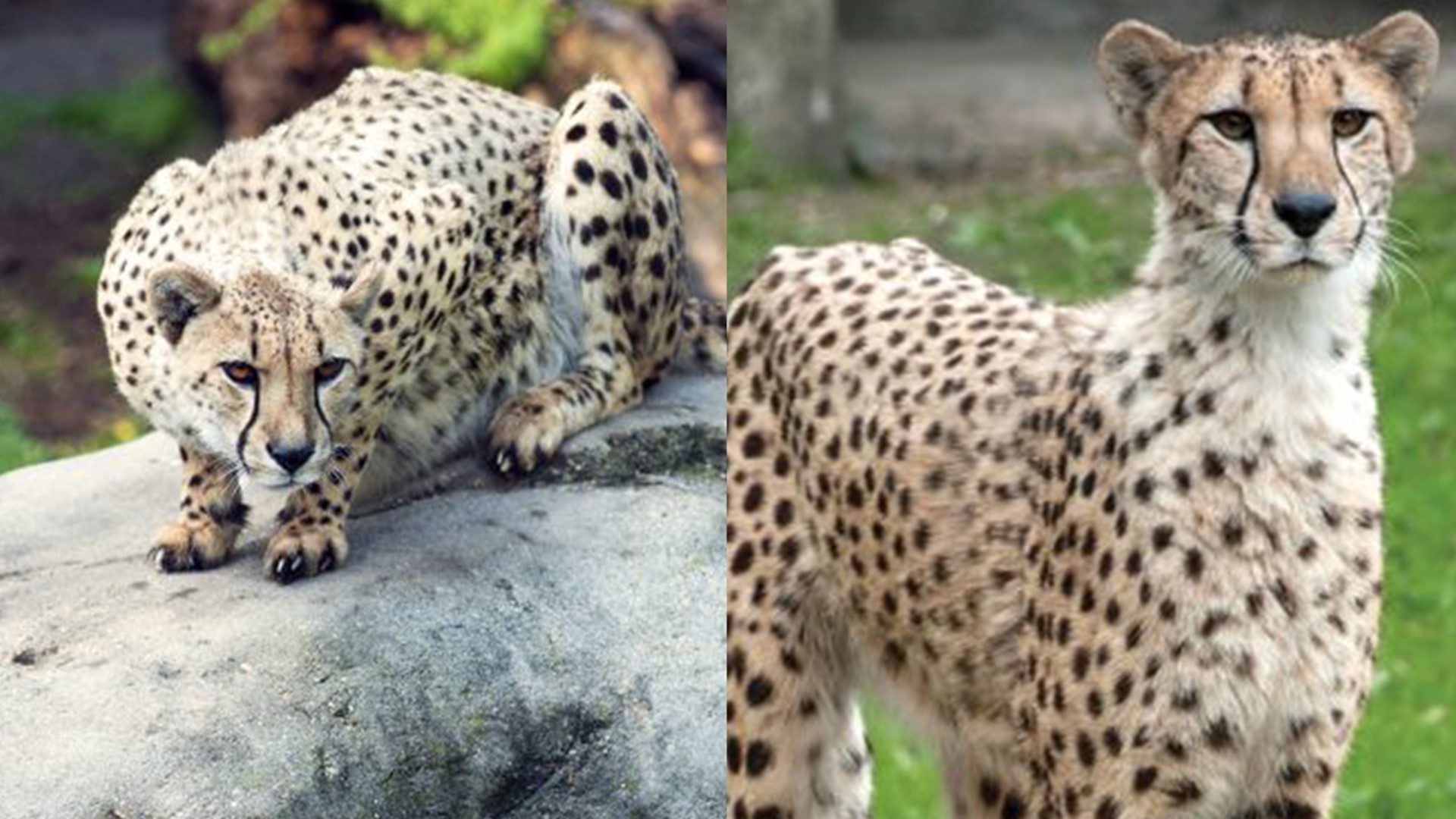Cheetahs leaving Virginia Zoo in search of mates | 13newsnow.com