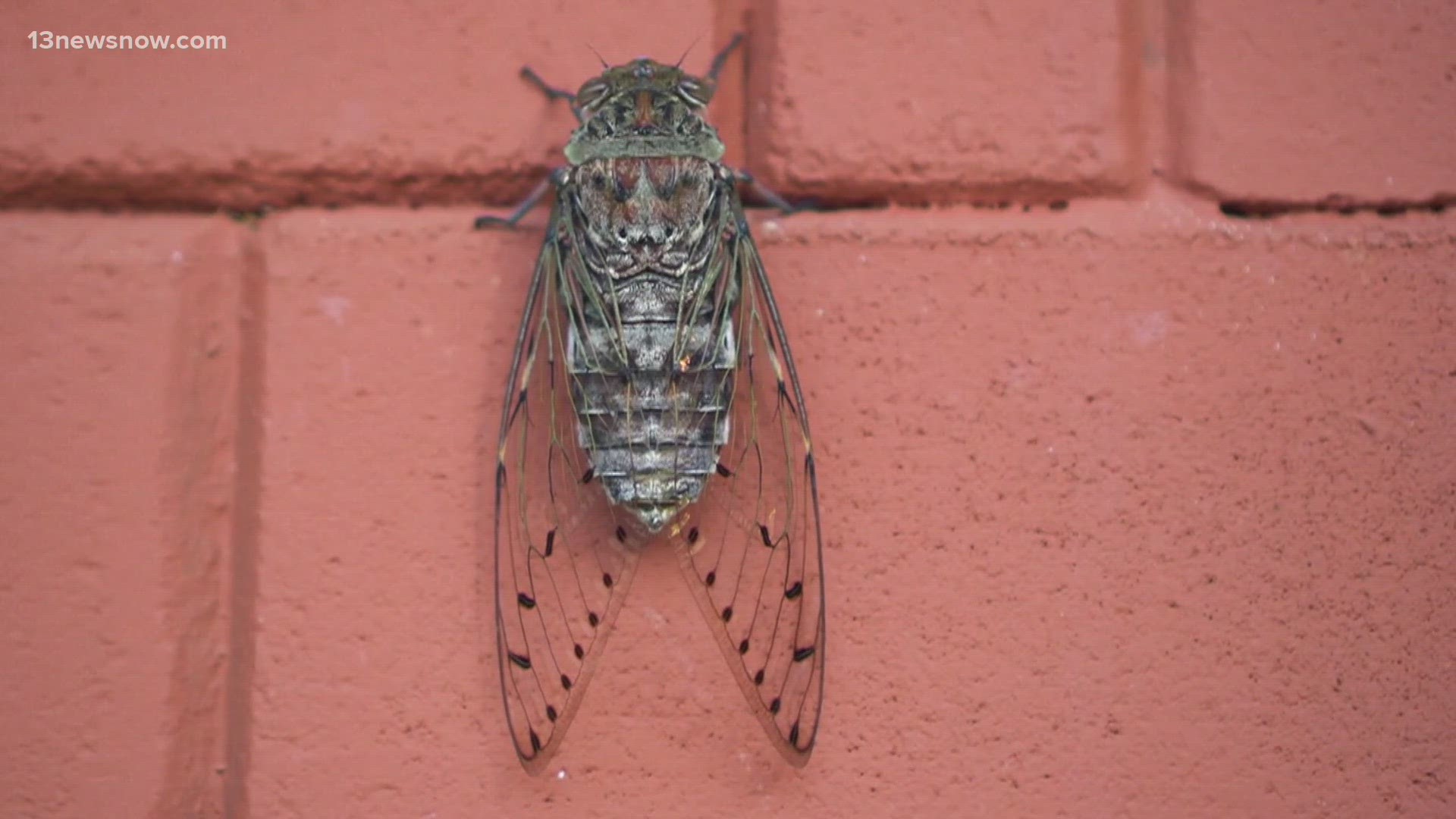 Cicada-pocalypse: Two broods waking up at the same time | 13newsnow.com