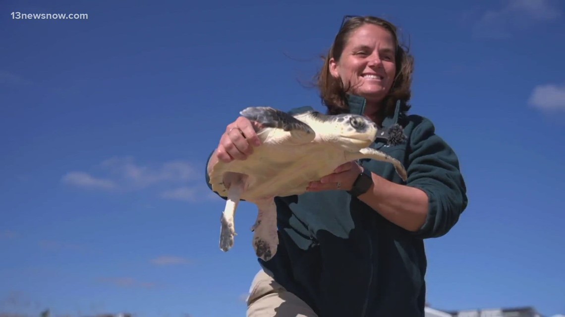 Sea turtle returned to ocean in Virginia Beach | 13newsnow.com