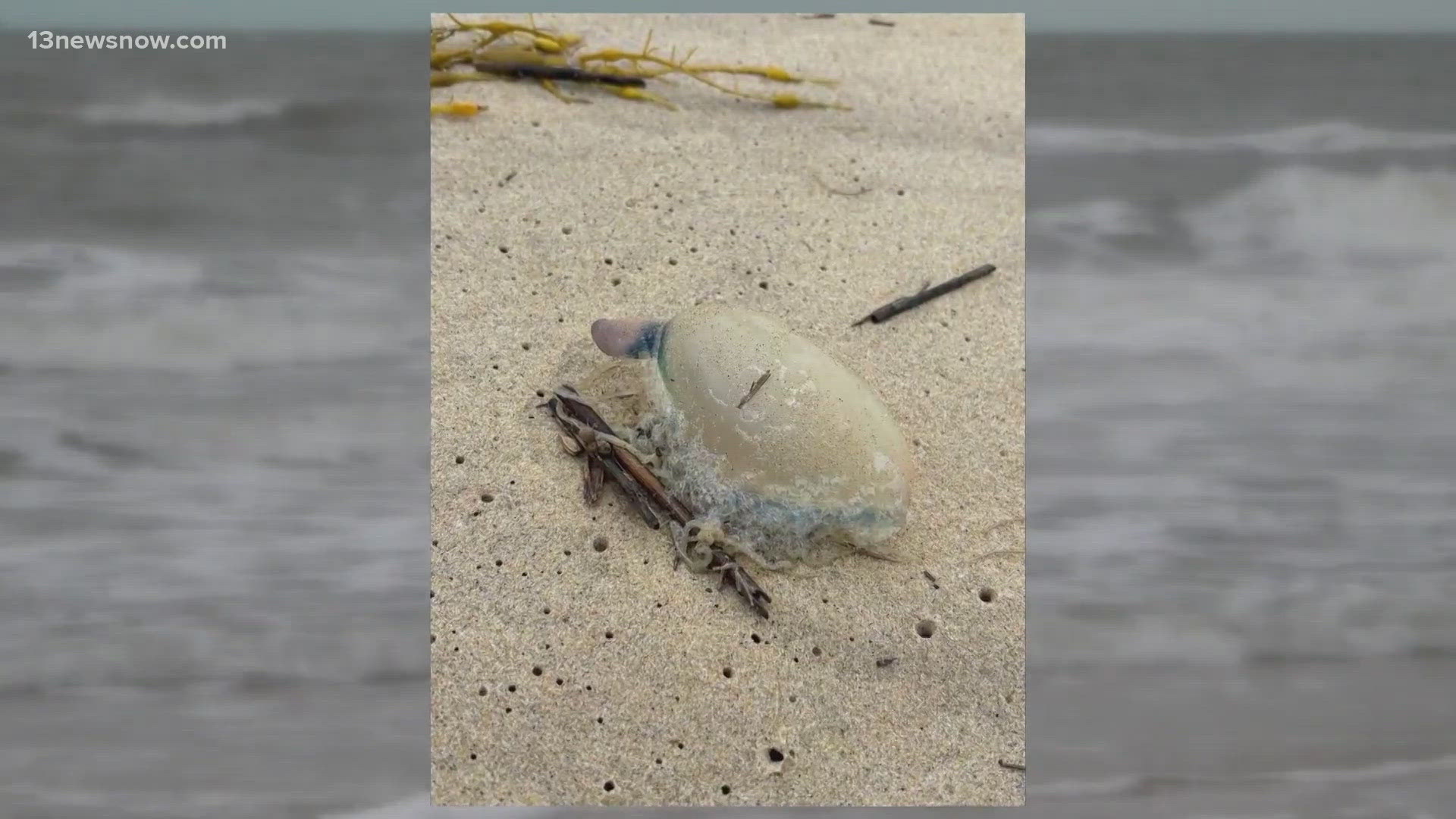 Three rare Portuguese man o’ war wash up on Ocean View beach in Norfolk ...