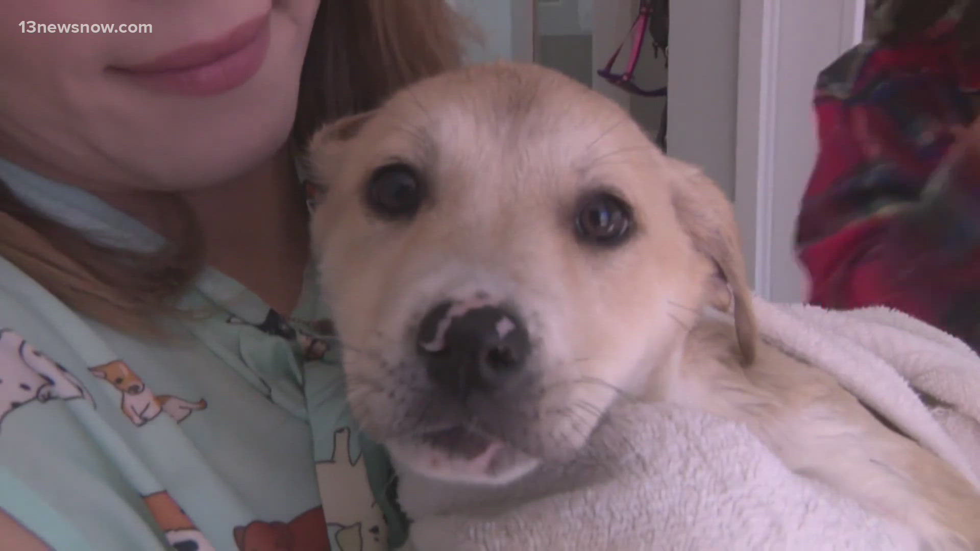 Virginia Beach's Hope for Life Rescue saved over 1,000 animals in 2024 ...