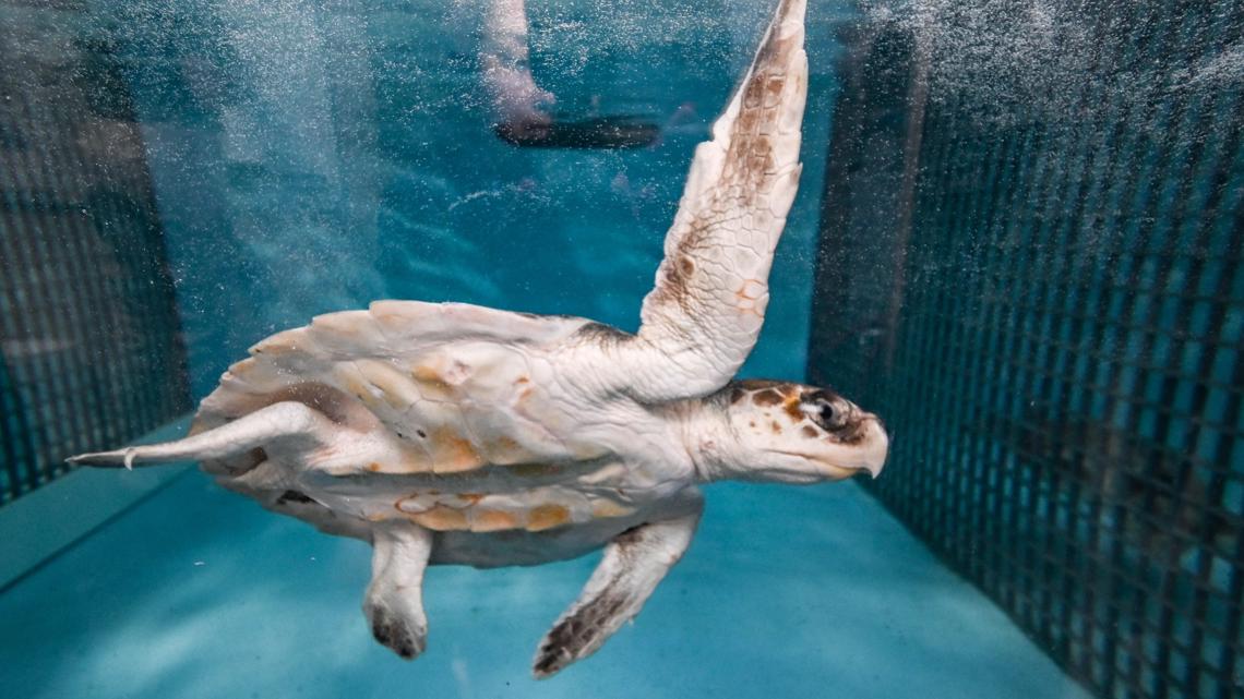 Virginia Aquarium responds to 58 hooked sea turtles | 13newsnow.com