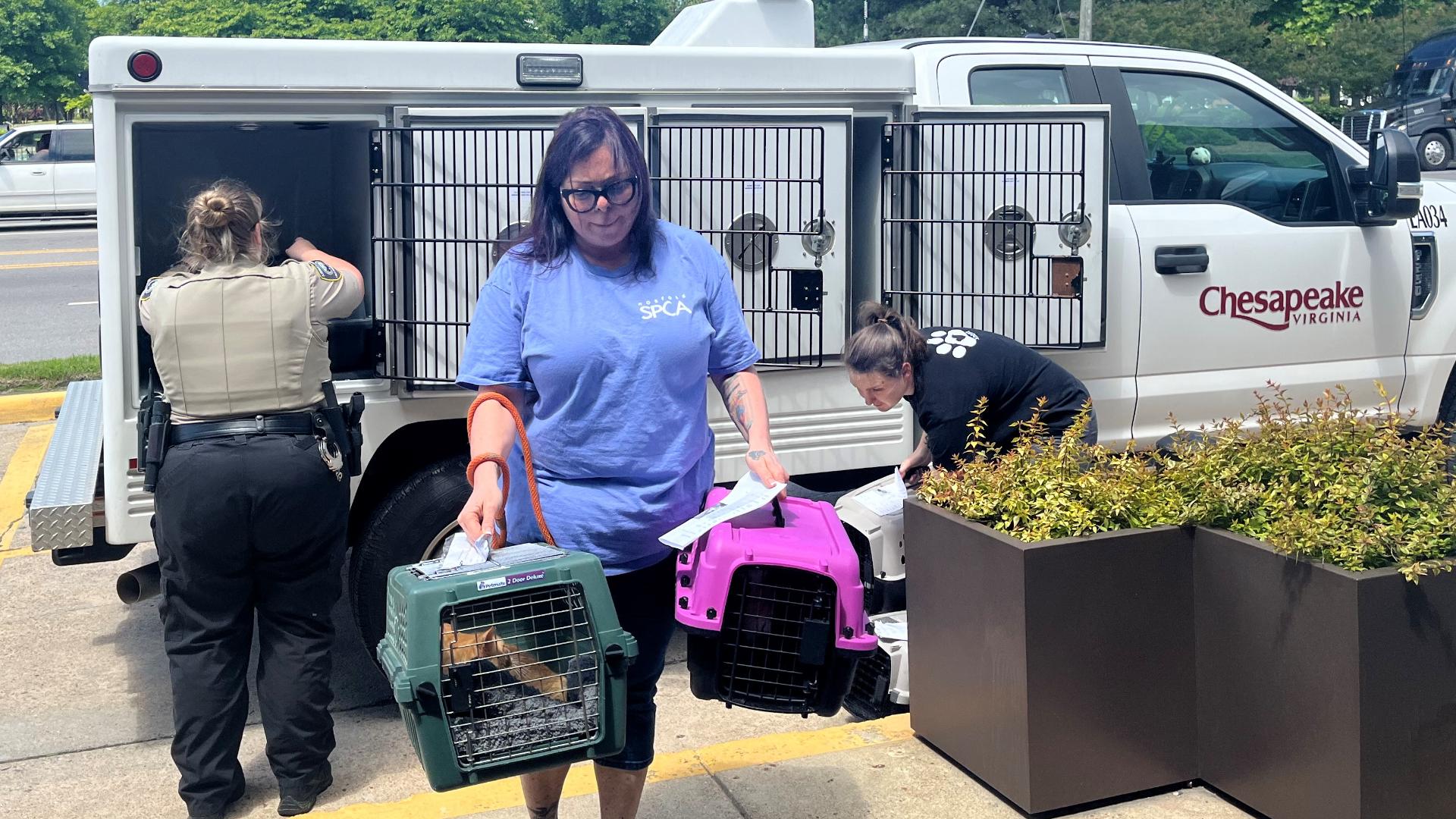 Norfolk SPCA caring for rescues despite 'capacity crisis' | 13newsnow.com