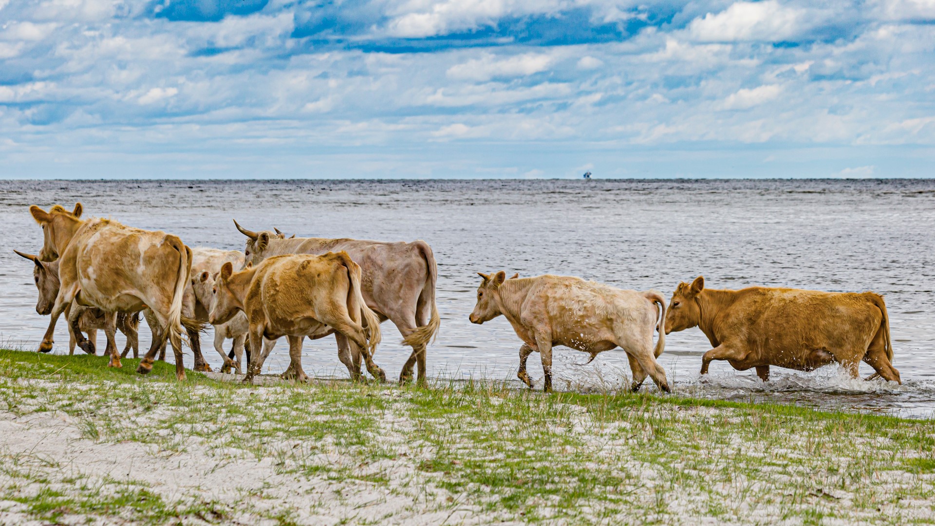 PHOTOS: Herd of wild cows, horses on Cedar Island, North Carolina ...