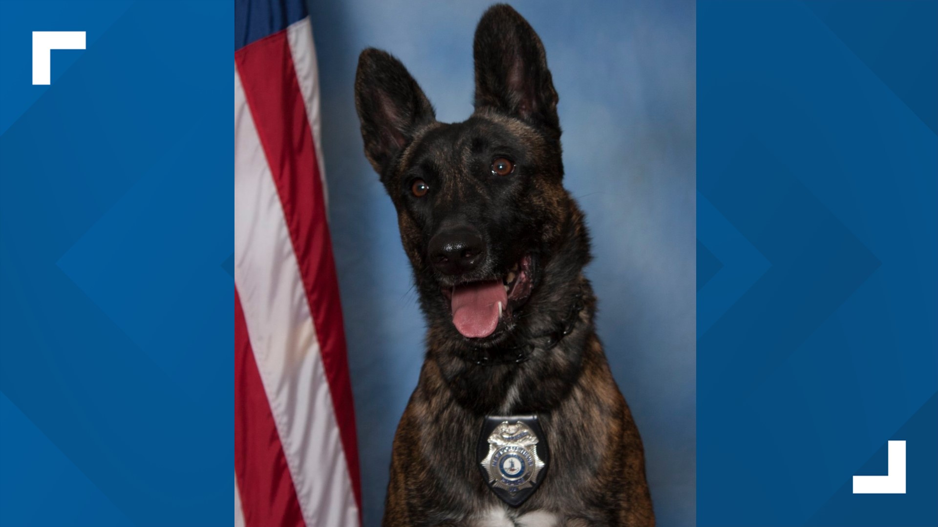 Newport News police K-9 Jinx retires after serving over 7 years ...