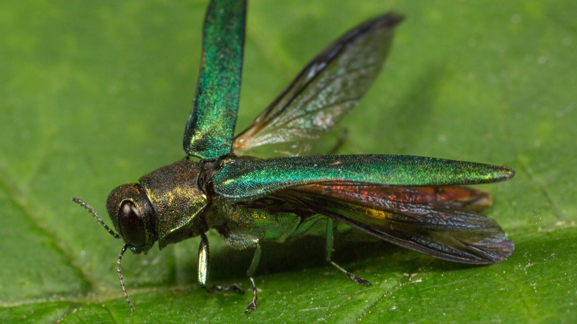 Chesapeake joins fight against invasive beetle species | 13newsnow.com
