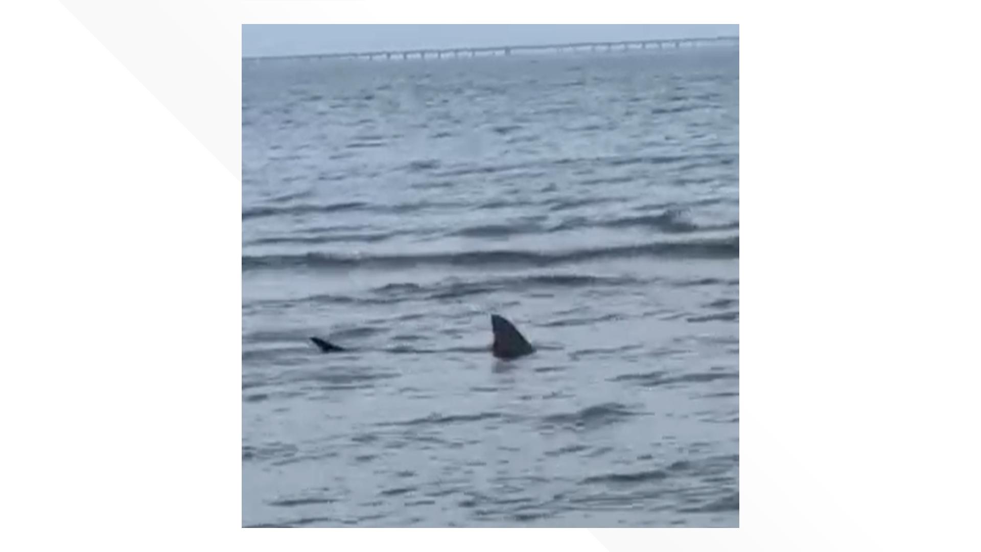 Video: Shark spotted near Chic's Beach in Virginia Beach | 13newsnow.com