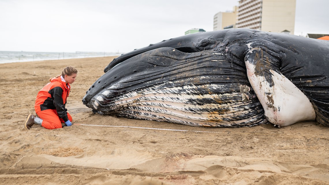 Dead whales found in Virginia Beach had 'entanglement scars ...